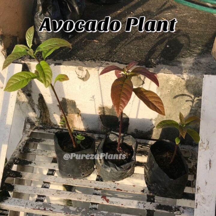 Local Avocado Plant, Rooted with soil Lagkitan | Lazada PH