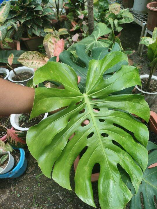monstera deliciosa seedling baby | Lazada PH