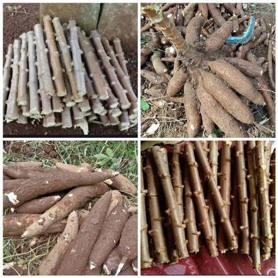 stek pohon singkong per10 batang | Lazada Indonesia