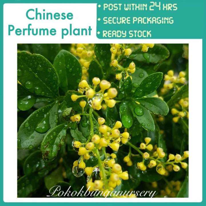PBN - Chinese perfume plant - aglaia odorata bunga harum wangi ...