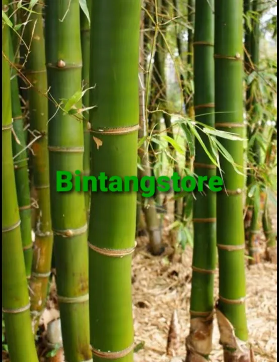 Bibit bambu hijau bambu ampel size sedang perbatang | Lazada Indonesia