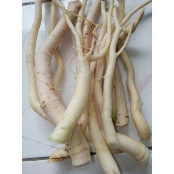 akar jarak merah atau kaliki merah 1 kg | Lazada Indonesia