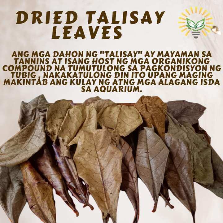 dried talisay leaves(50leaves) | Lazada PH
