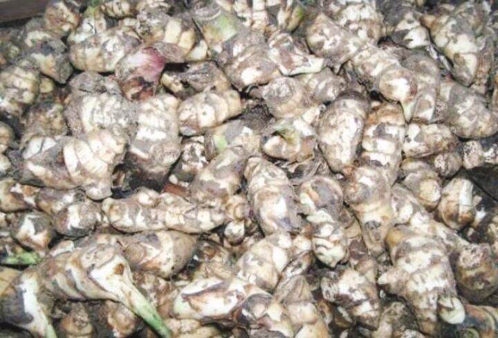 Umbi ganyong putih fressh baru(1kg) | Lazada Indonesia