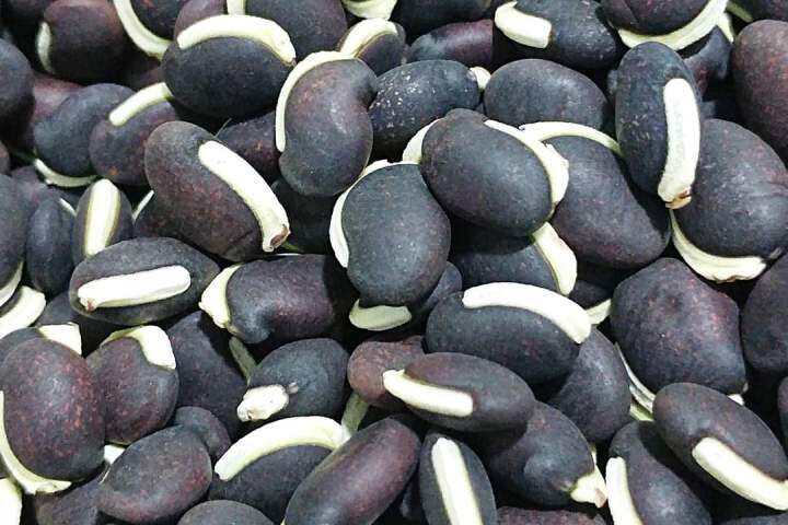 Bataw seeds for planting(15Seeds) | Lazada PH