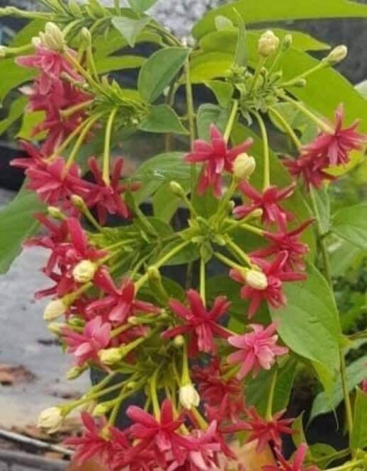 anak Pokok Bunga wangi/akar Dani double/Rangoon creeper | Lazada