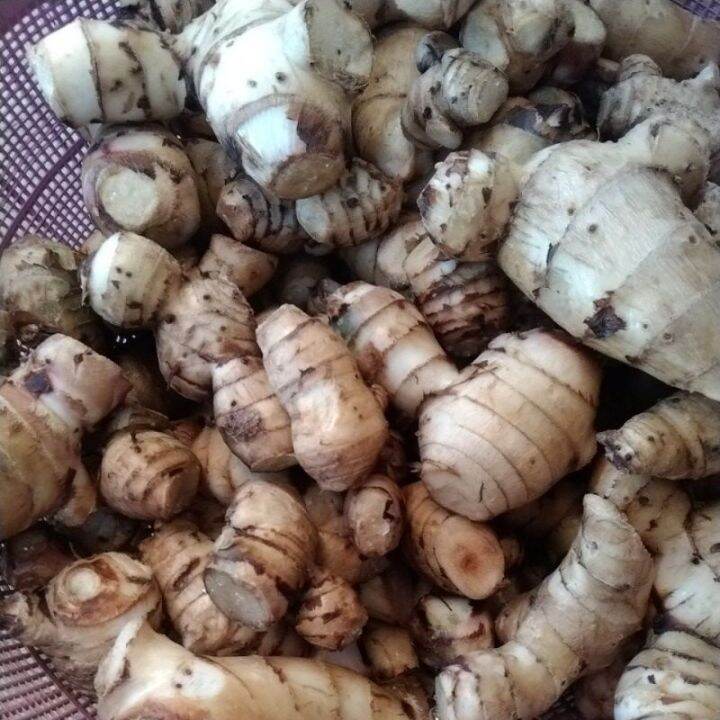 Umbi Ganyong Merah Segar Paket Hemat 500gr | Lazada Indonesia