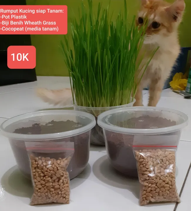 Rumput Kucing Rumput Gandum Wheath Grass paket Siap Tanam | Lazada ...