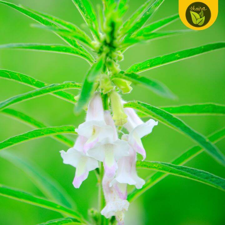 300 - 400 seeds for planting binhi pantanim sesame linga vegetable ...