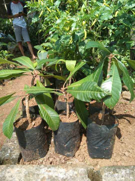 Mamey sapote magana setabil | Lazada Indonesia