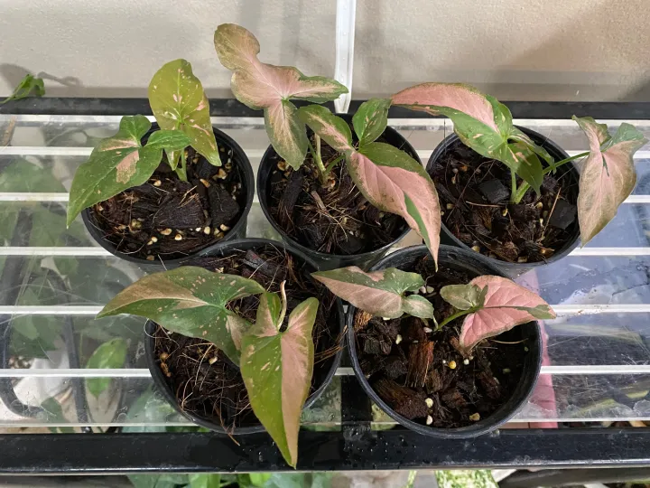 Syngonium pink splash / red spot /เงินไหลมาด่างชมพู | Lazada.co.th