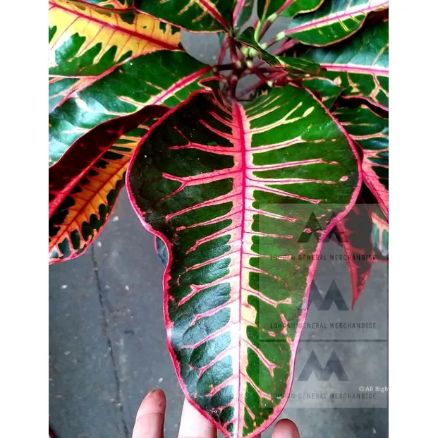 Croton Codiaeum 'Red Iceton' Rare Var deliciosa Red | Lazada PH