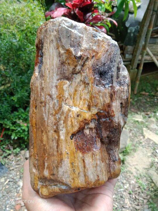 FOSIL KAYU YANG MEMBATU SUPER UNIK TINGGI 20CM BERAT AMPIR 3KG | Lazada ...