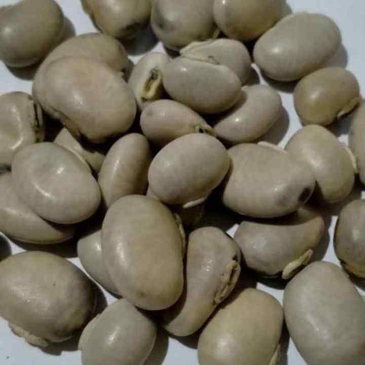 kacang koro / kacang benguk 1kg | Lazada Indonesia