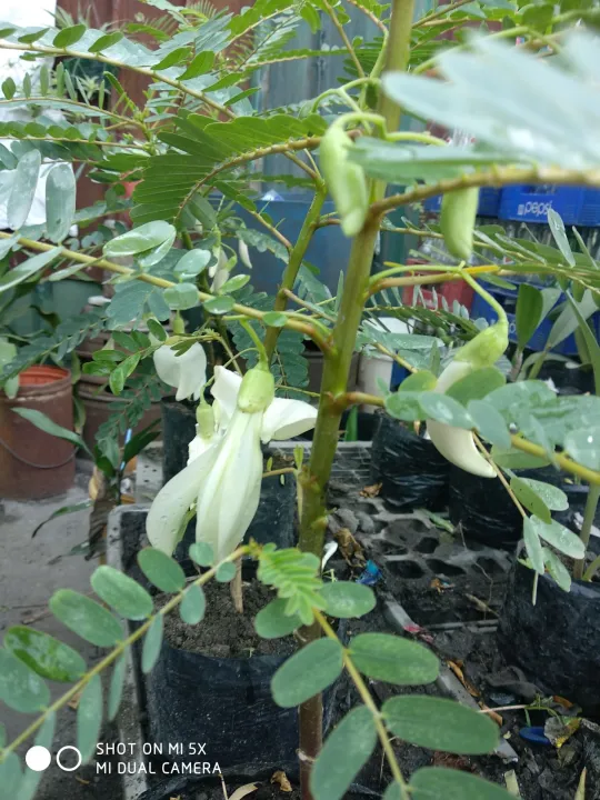 BarGold Garden Dwarf Katuray Seeds!!! 15 pcs. | Lazada PH