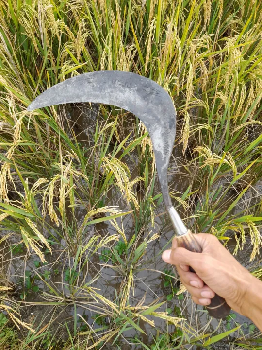 sabit arit padi tanpa asah | Lazada Indonesia