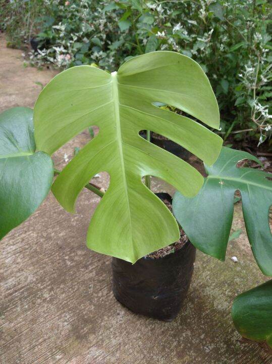 tanaman monstera deliciosa / pohon monstera deliciosa 3 -+ 4 daun ...
