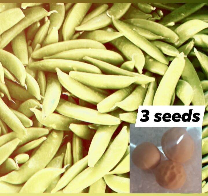 Snap beans seeds for planting 3seeds per pack/10 pesos | Lazada PH