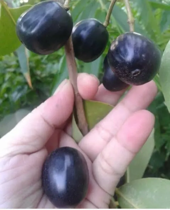 Duhat Seedling Giant | Lazada PH