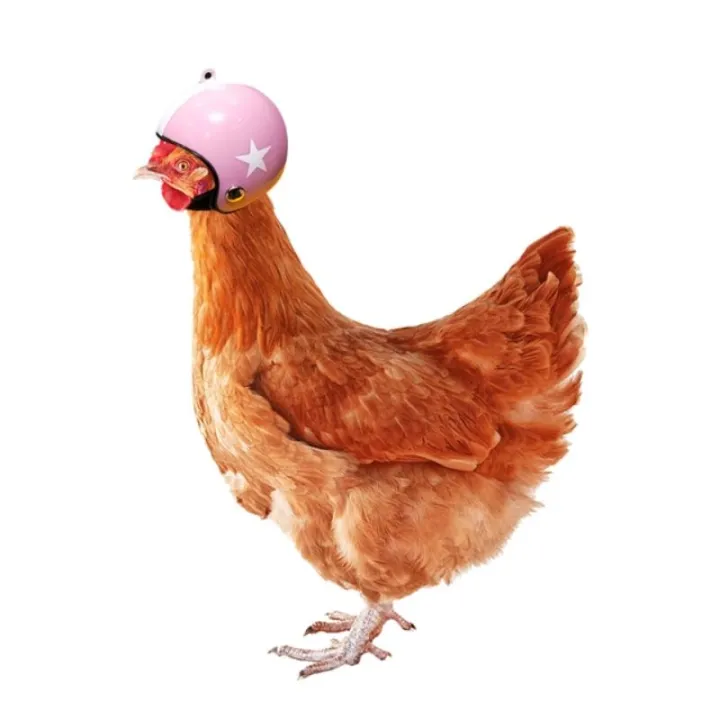 Helm Ayam untuk Melindungi Kepala Ayam dari Patukan | Lazada Indonesia