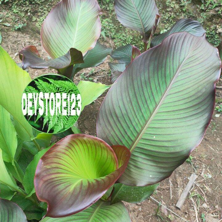 Daun ganyong merah segar per 1 kg | Lazada Indonesia