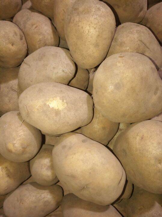 kentang dieng super jumbo 1kg | Lazada Indonesia