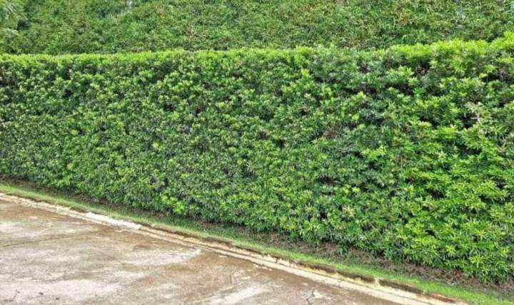 maki plants , modocorpuz plants pang bakod na halaman matibay sa init ...