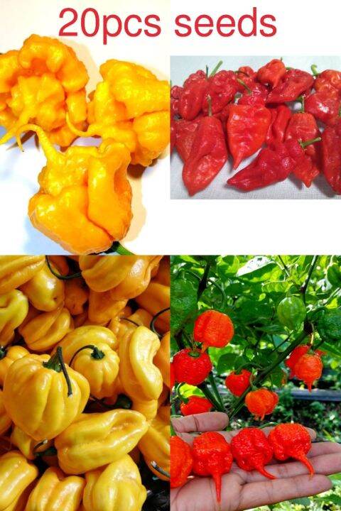 CAROLINA REAPER MIX SEEDS | Lazada PH
