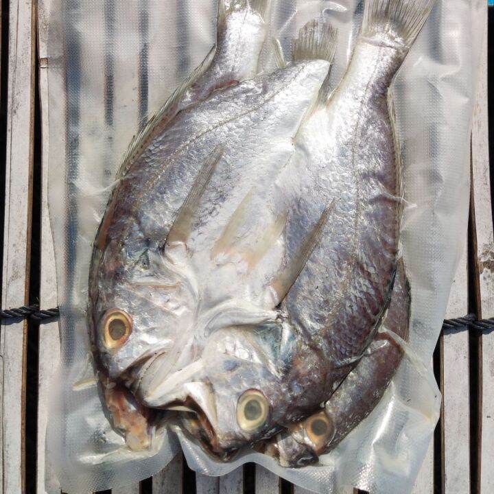 Ikan Gelama Bekok Kelantan Kurang Masin | Lazada