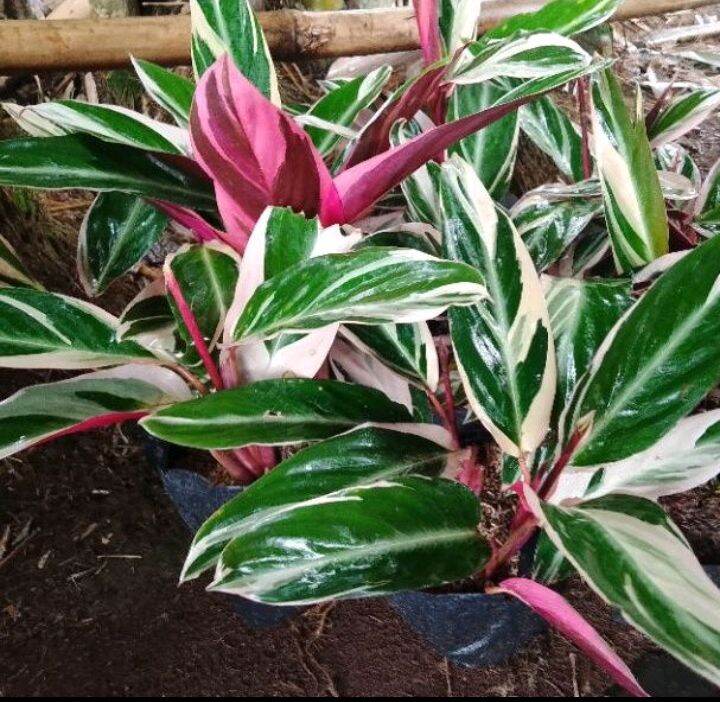 Tanaman hias Meranti Bali | Lazada Indonesia