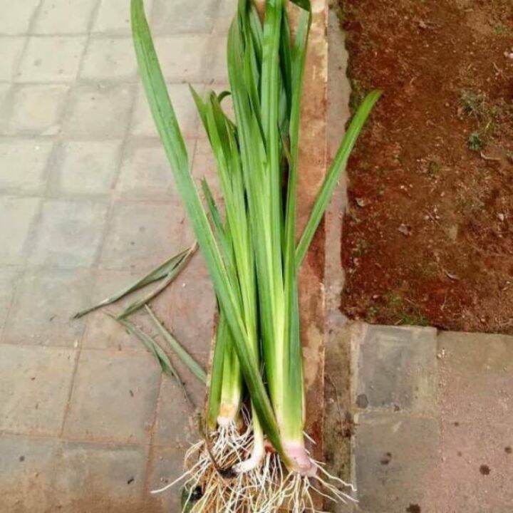 Daun Jaringau delingo tanaman dlingo dlingu akar batang daun kumplit ...