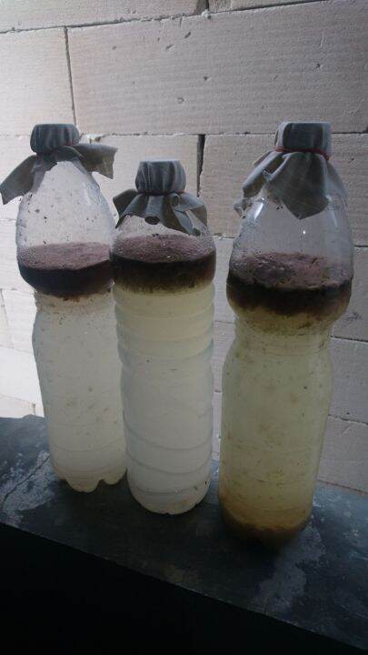 JAMUR JAKABA 1,5 LITER, BIANG JAMUR JAKABA JAMUR KEABADIAN,100% ...