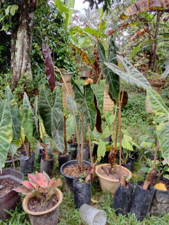 keladi candik hijau/purple | Lazada