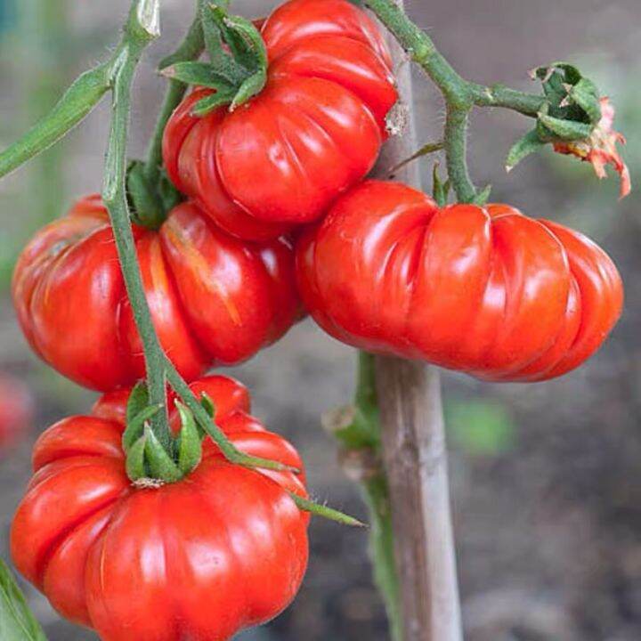 Benih Tomato Besar Rosso Sicilian 20pcs/马蹄大番茄籽 | Lazada
