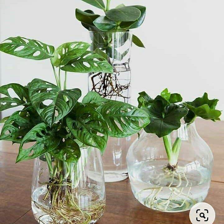 Paket 3 tanaman yang bisa hidup di air / monstera janda bolong/pilo ...
