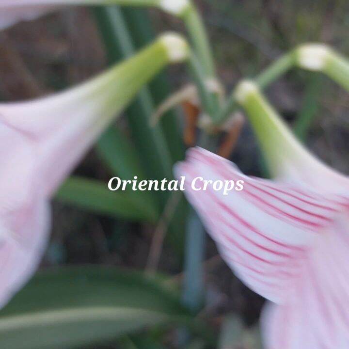 lerio flower 3 bulbs for planting binhi pantanim | Lazada PH