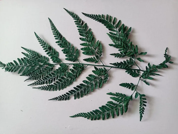 DAUN PAKU KERING/DAUN PAKIS | Lazada Indonesia