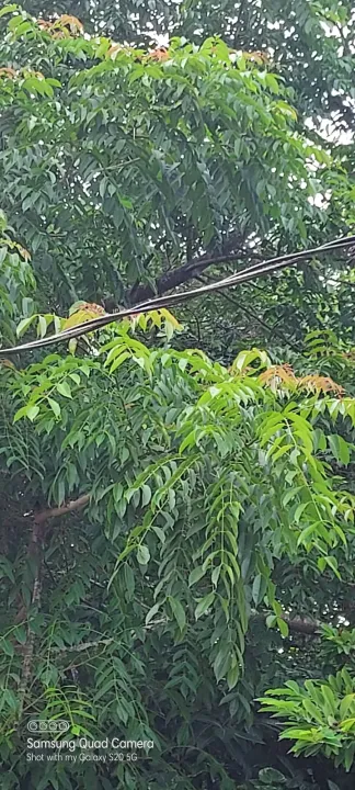 Libas plant cutting | Lazada PH