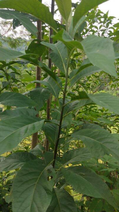 jual daun sembung nyawa atau daun aprika 500 grm | Lazada Indonesia