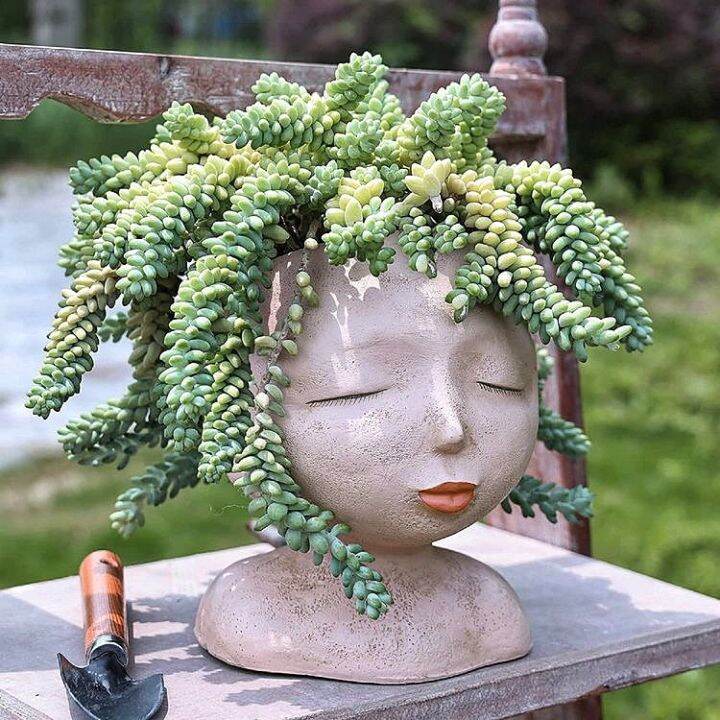 [ถูกที่สุด]ไม้อวบน้ำเลื้อย setum berto uma cactus & succulent แคตัส ...