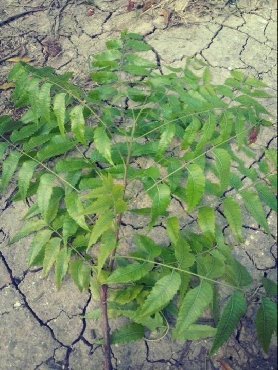 DAUN MIMBA SEGAR 1kg | Lazada Indonesia