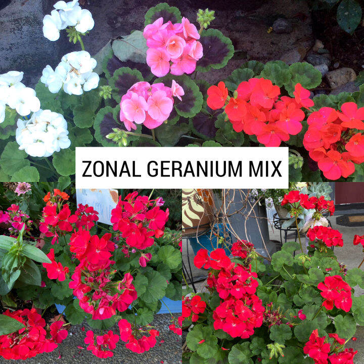 ZONAL GERANIUM MIX Flower seeds | Lazada PH