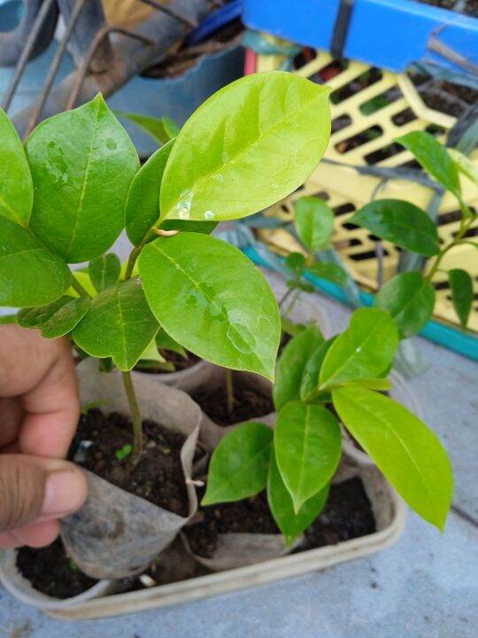 guyabano plant 6inchs up stable | Lazada PH