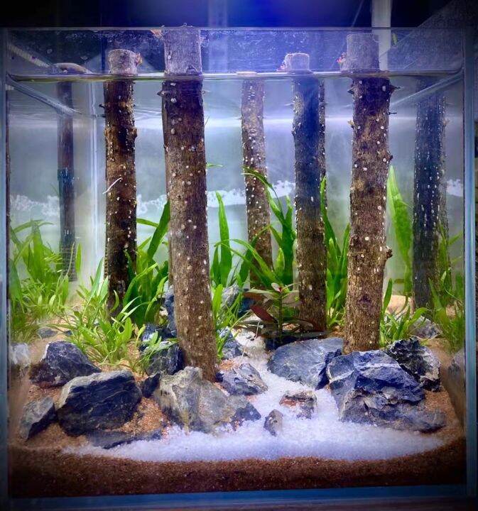 🔥Champagne Tree Trunk🔥Adina Rubella Hance Straight Trunk - Aquarium ...