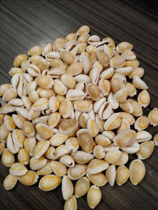 Sigay | Sea Shells 1kilo | Lazada PH