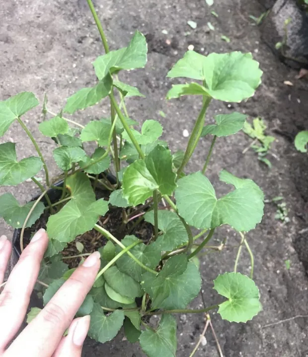 Tanaman antanan/pegagan (herbal) | Lazada Indonesia