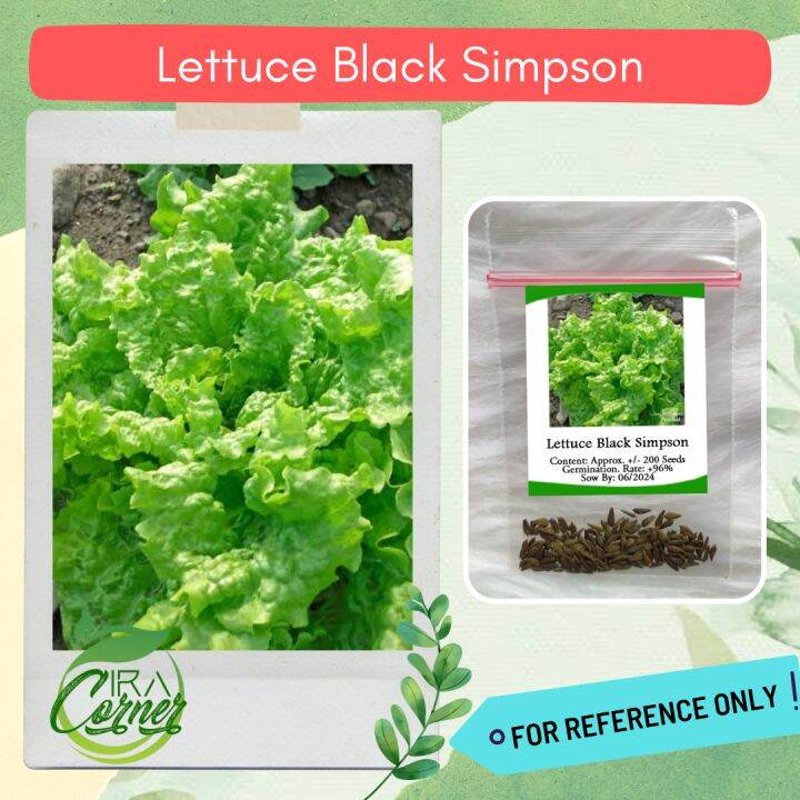 Lettuce Black Simpson 200 Seeds | Lazada PH