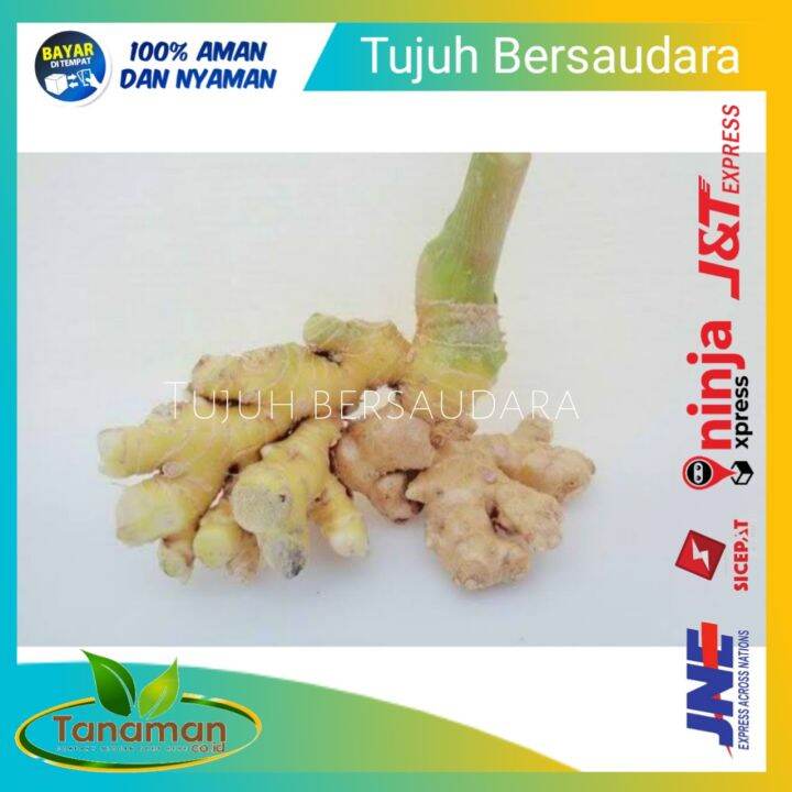 LEMPUYANG EMPRIT ORGANIK SEGAR 1kg GUNUNG KIDUL | Lazada Indonesia