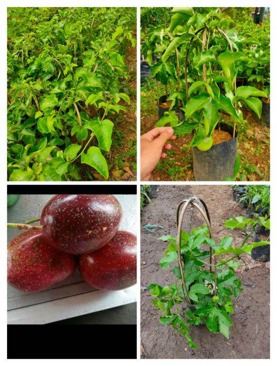 pohon buah markisa merah madu manis tabulampot | Lazada Indonesia