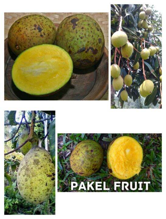 Buah pakel limus muda buah bacang asli segar 1 kg | Lazada Indonesia